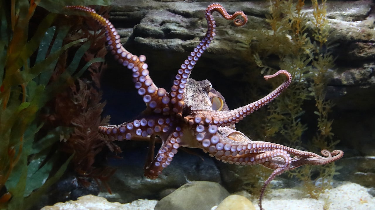 Día Internacional Del Pulpo