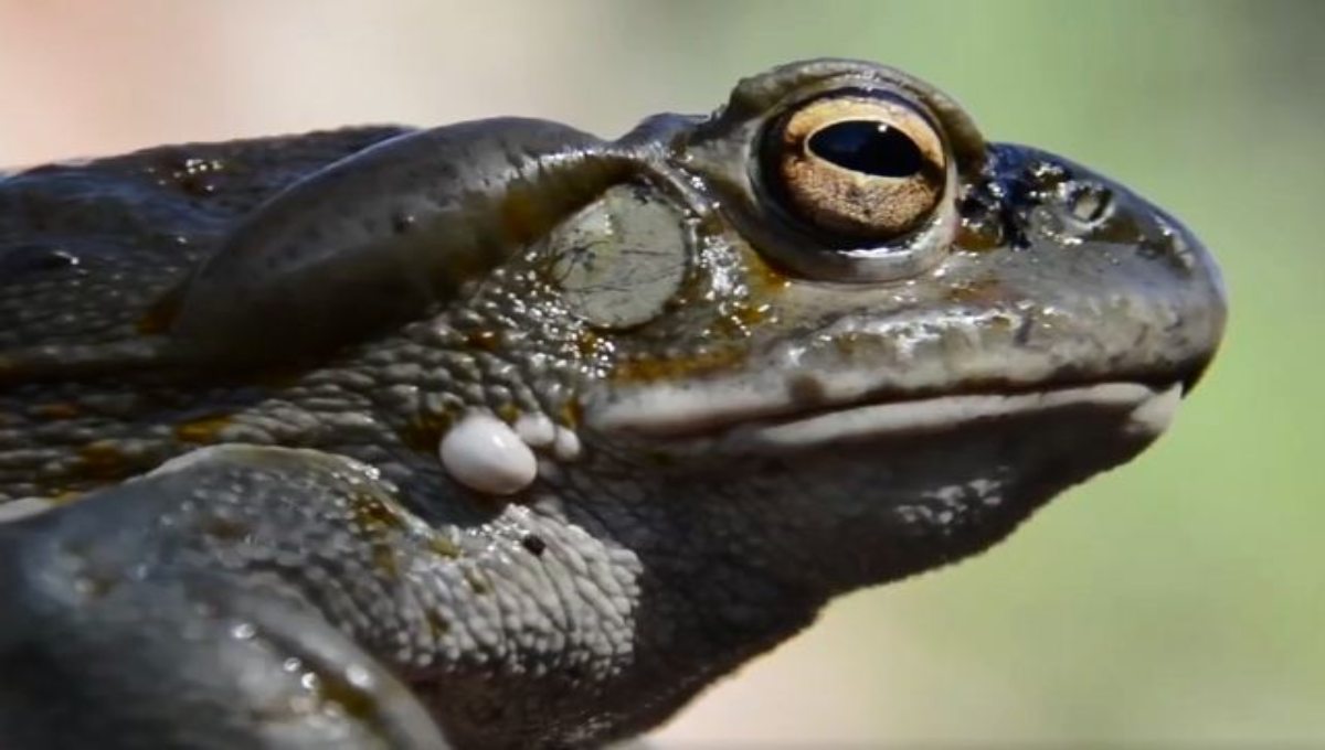 Hotel De Tulum Ofrece Fumar Veneno De Sapo