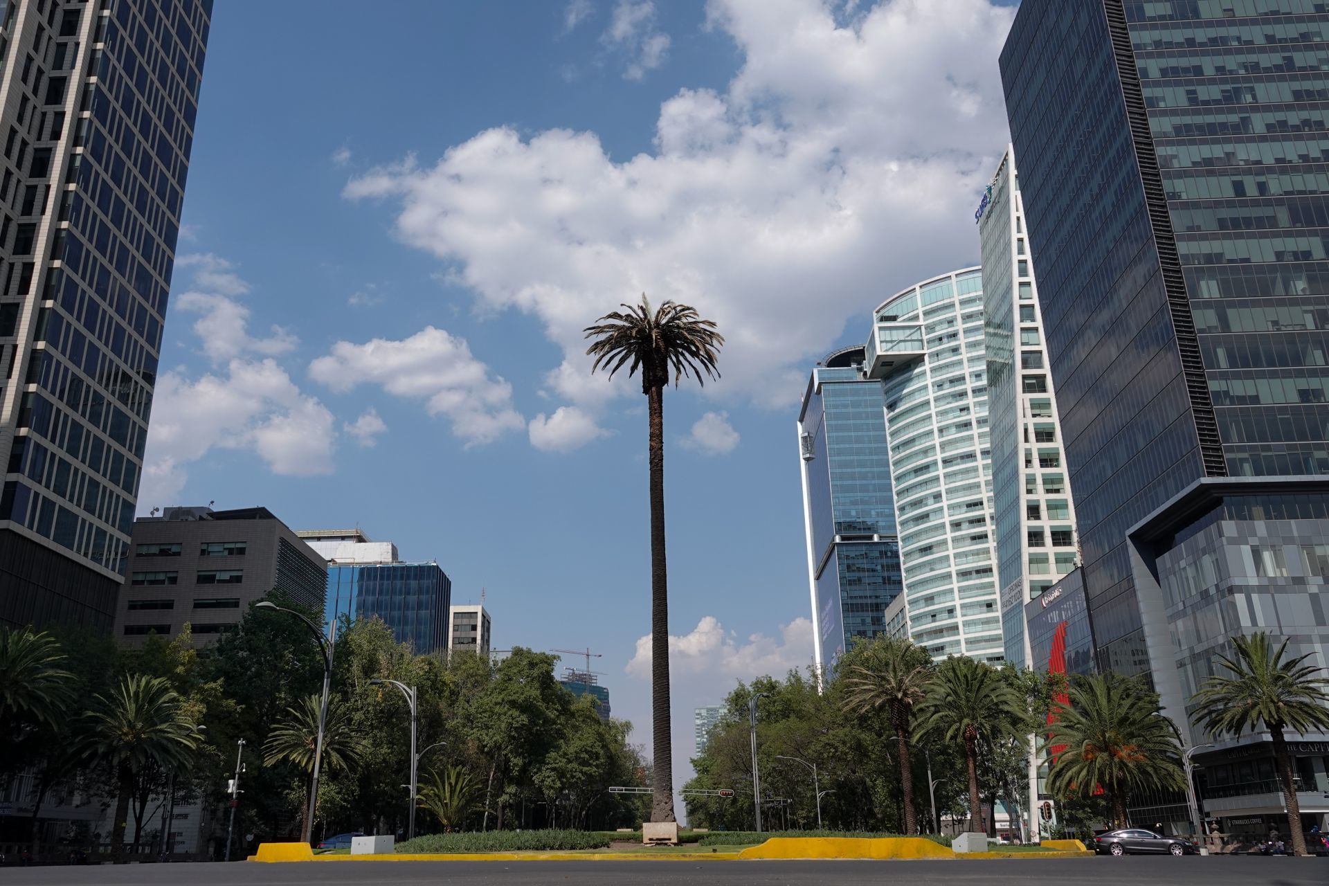 Alistan Festival Para Recibir Al Ahuehuete De Paseo De La Reforma En CDMX