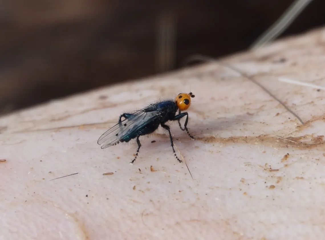 Moscas Carnívoras Reaparecen En Francia; Se Creían Extintas Hace Más De ...