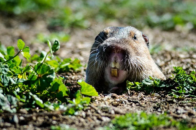 La Exótica Tuza Yucateca: De Plaga A Manjar En La Mesa Maya