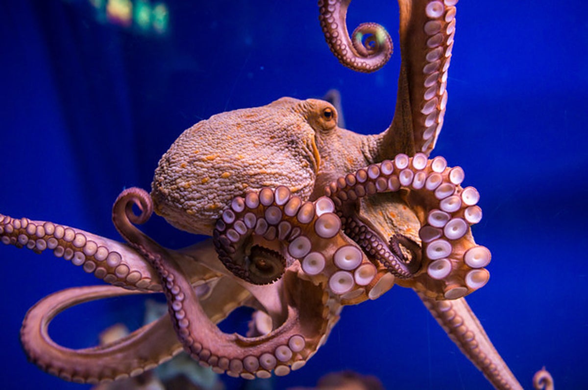 Día Internacional Del Pulpo