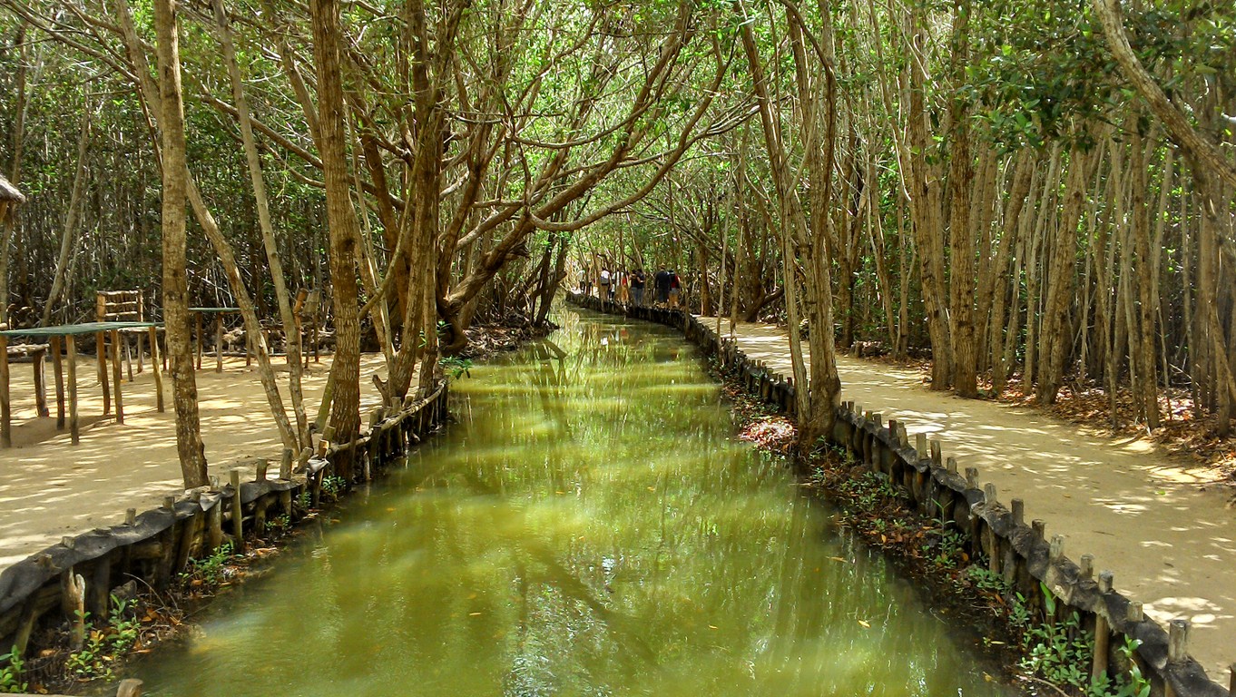 El Corchito, Un Tesoro Escondido En El Manglar De Progreso, Yucatán