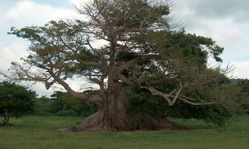 La Ceiba, el árbol sagrado de los mayas – La Revista del Sureste