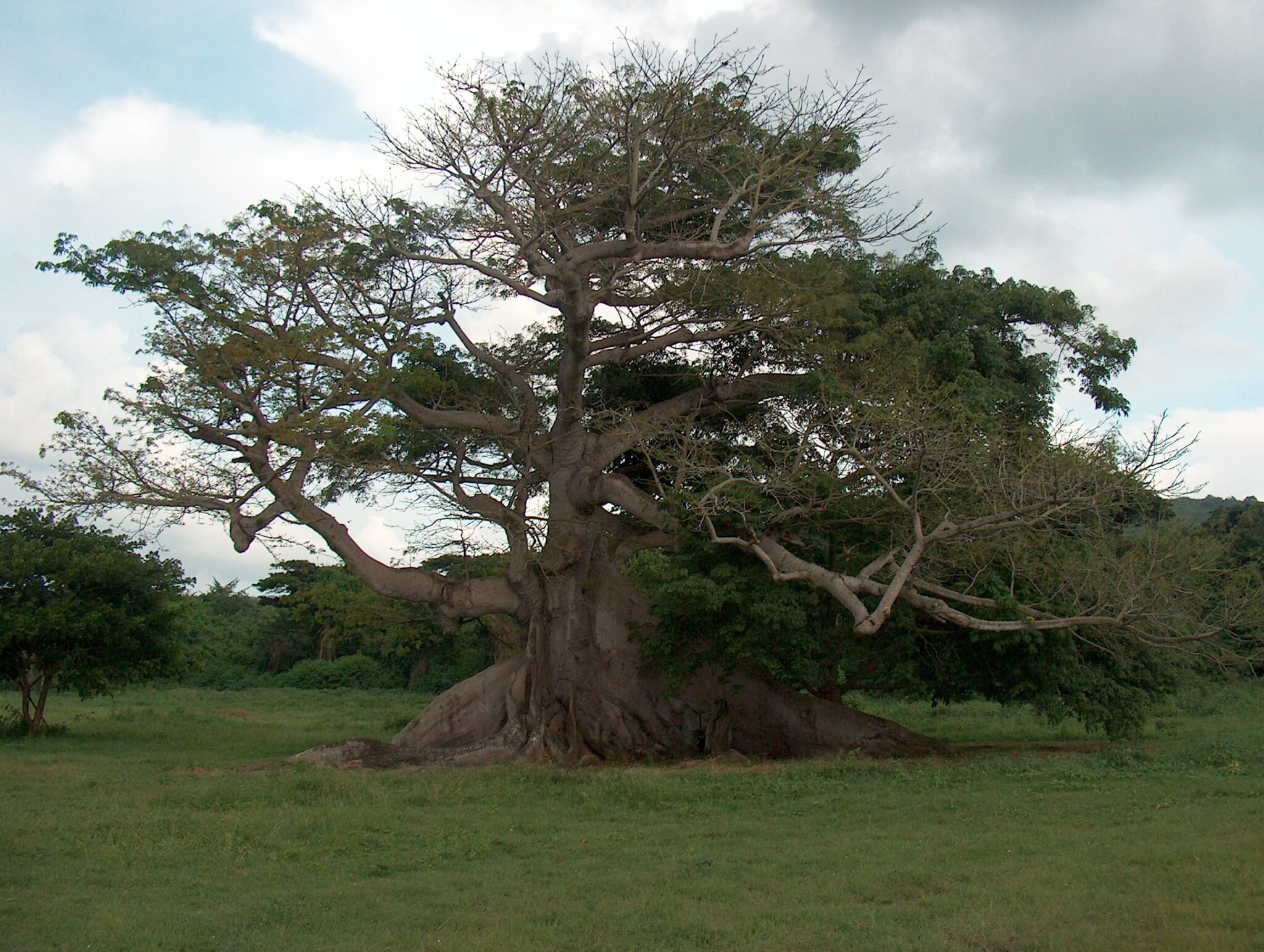 La Ceiba, El árbol Sagrado De Los Mayas