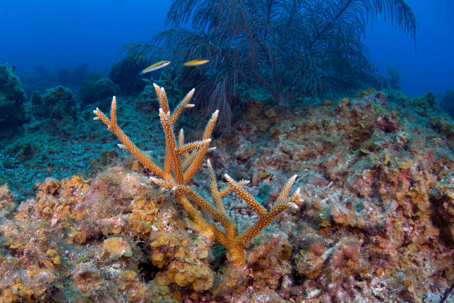Parque Nacional Arrecife Alacranes, Un Paraíso Del Ecoturismo En Yucatán