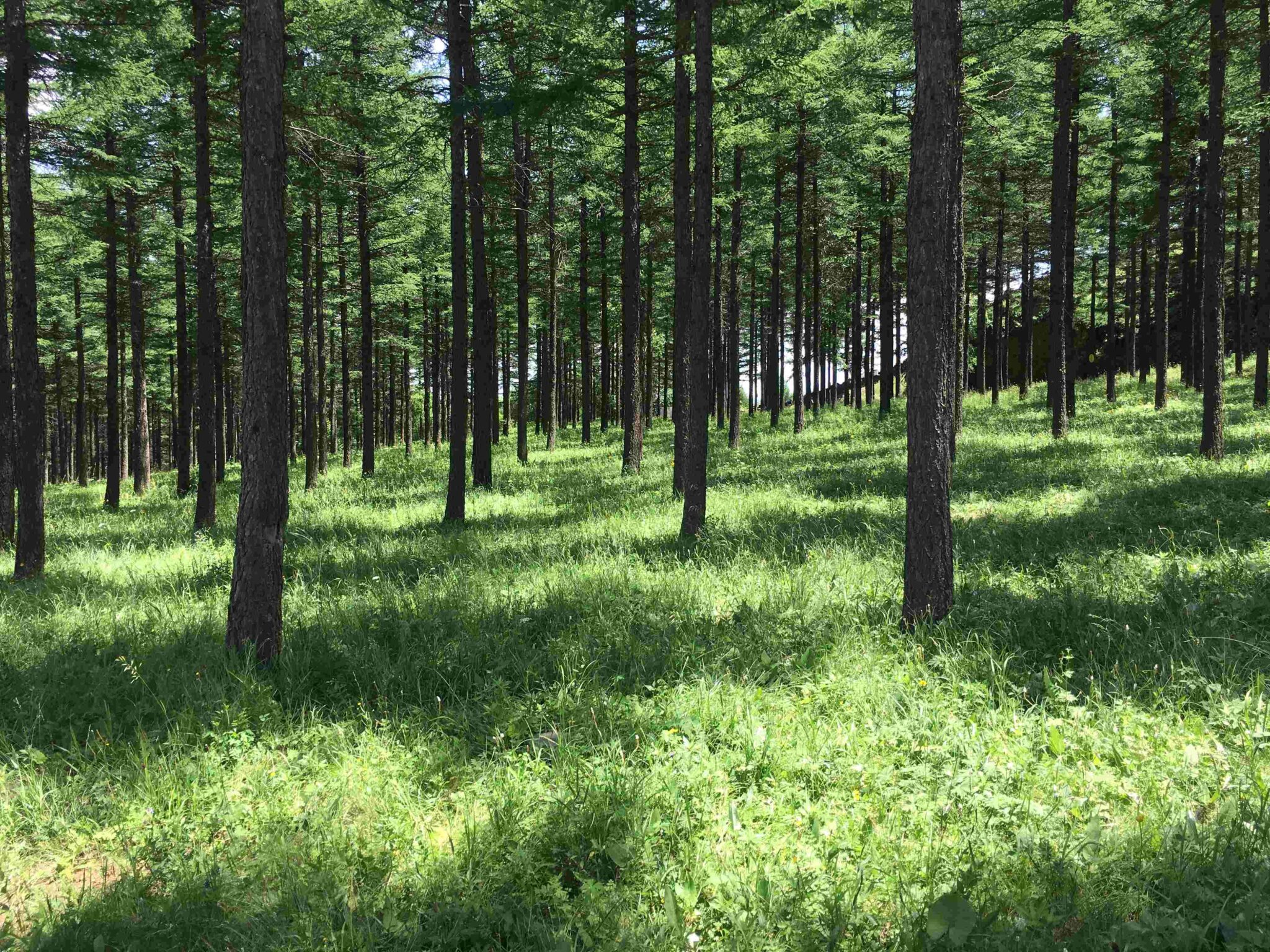 Saihanba, El Bosque Artificial Más Grande Del Mundo Creado En Un Desierto