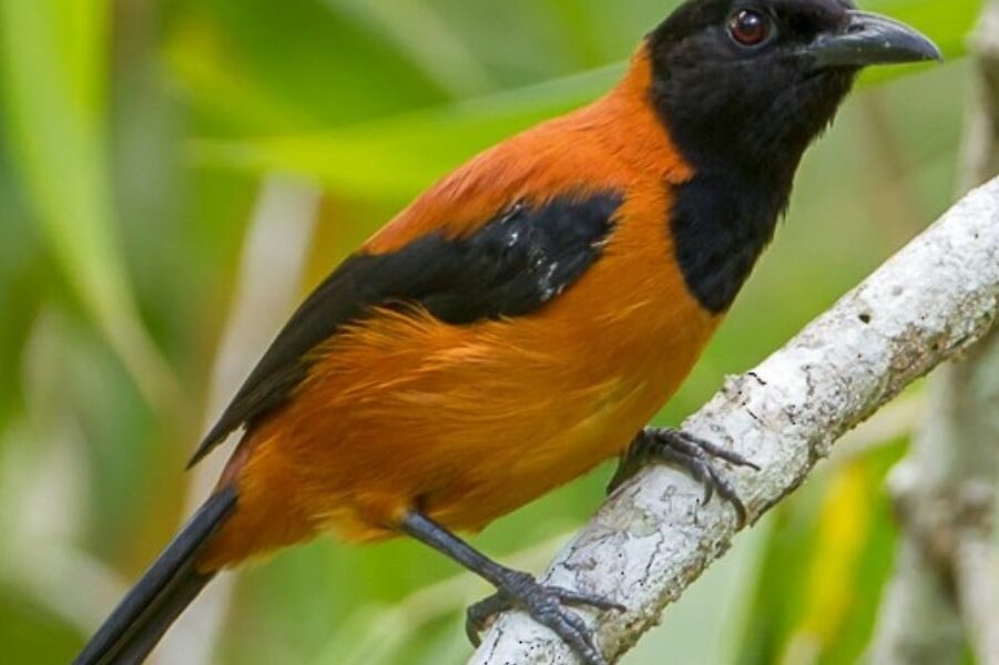 Primera Ave Venenosa En El Mundo: Pitohui Encapuchado