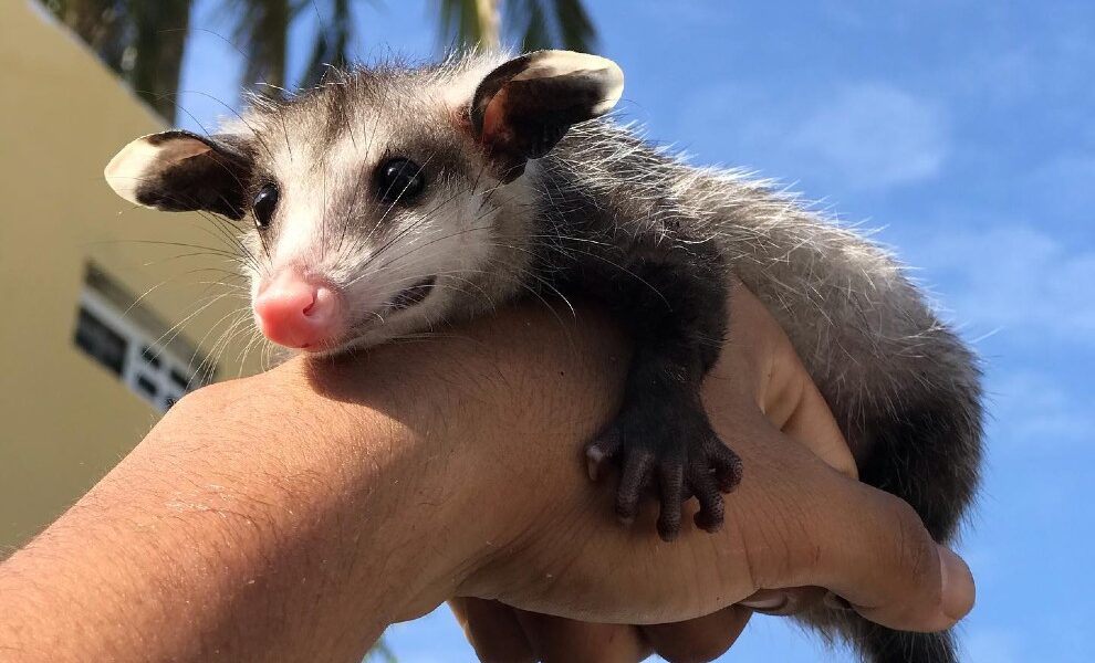 Tlacuache, El único Marsupial Mexicano Que Está En Riesgo Por La ...