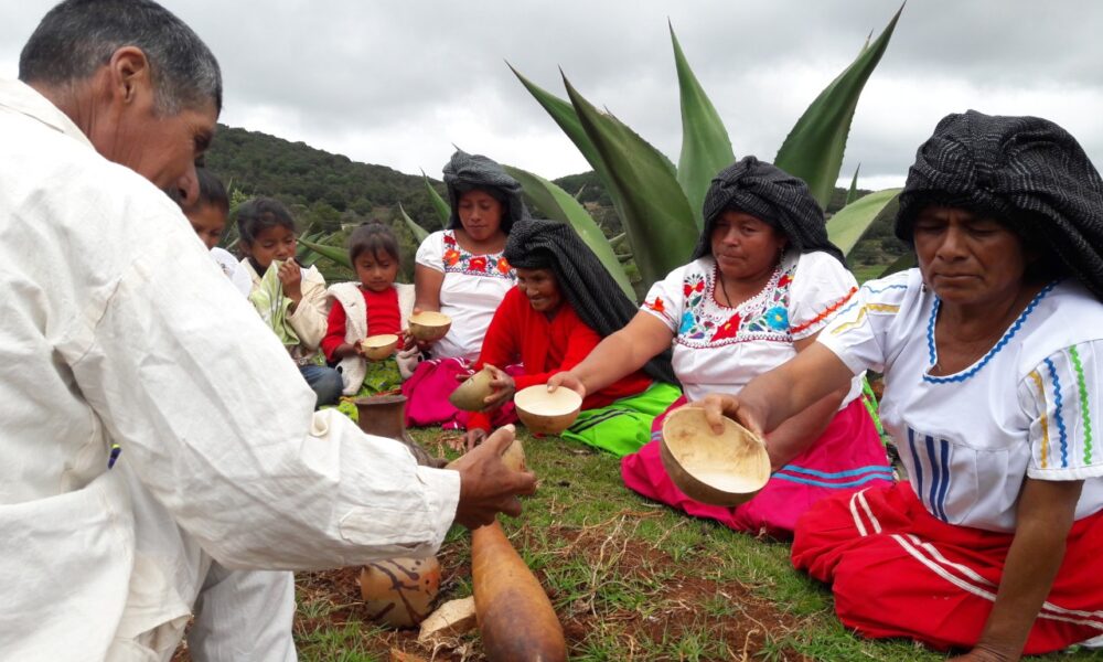 Maguey Pulque Y Pulquerías Podrían Ser Declarados Patrimonio Cultural